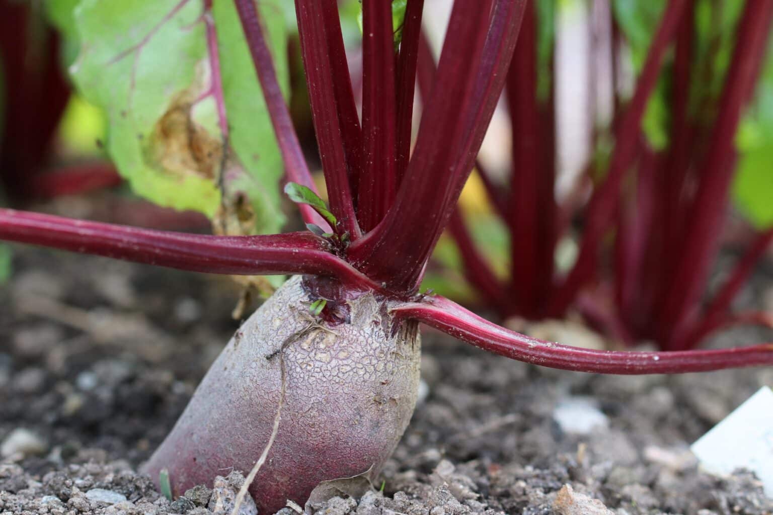 Rote Bete Wann Sen