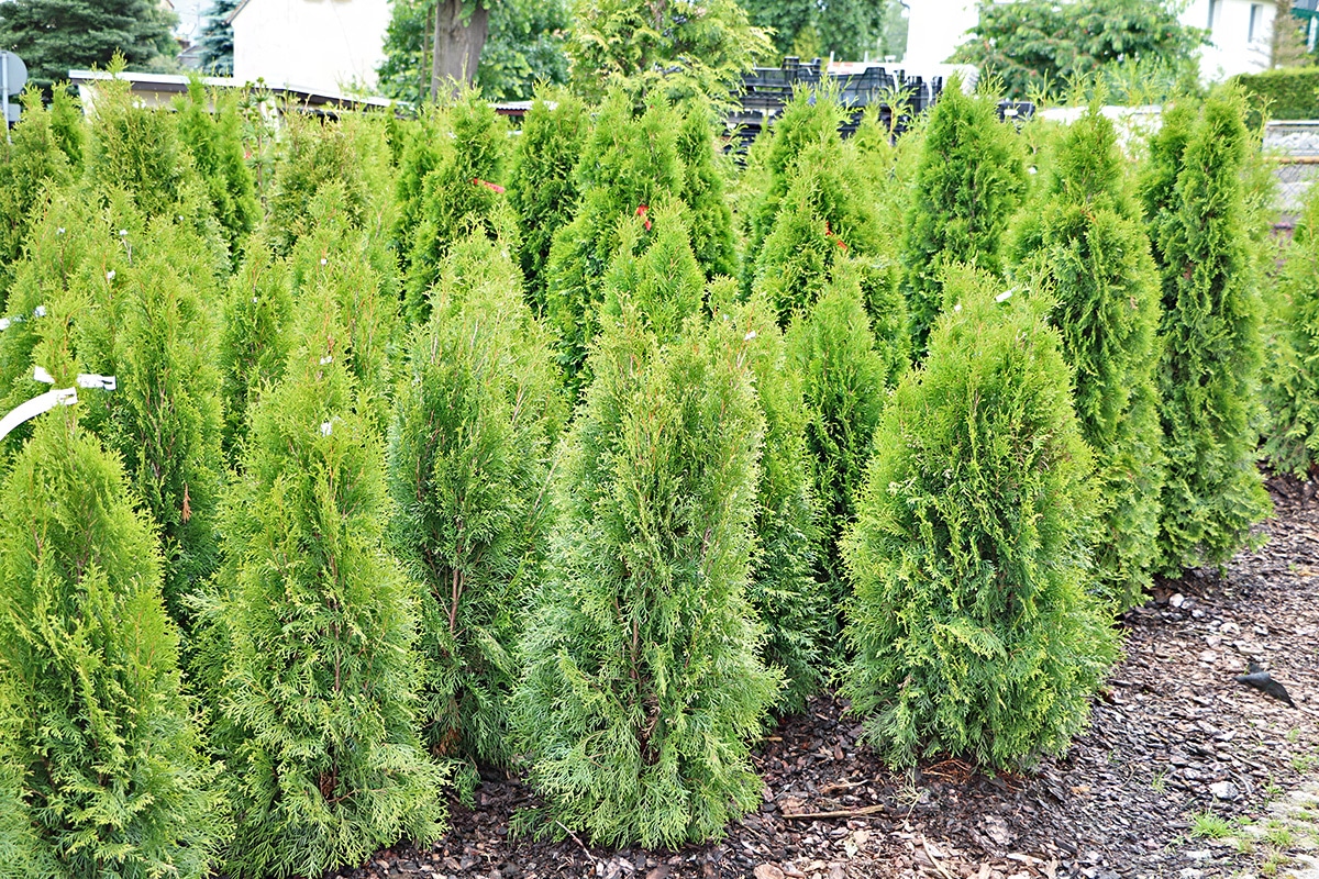 Elegantes Wann Thuja Schneiden Bild